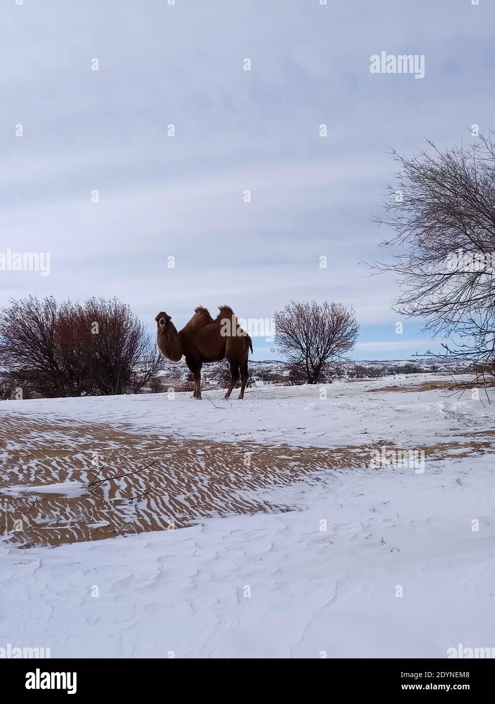 A two-humped Bactrian camel standing on the snowy ground Stock Photo ...