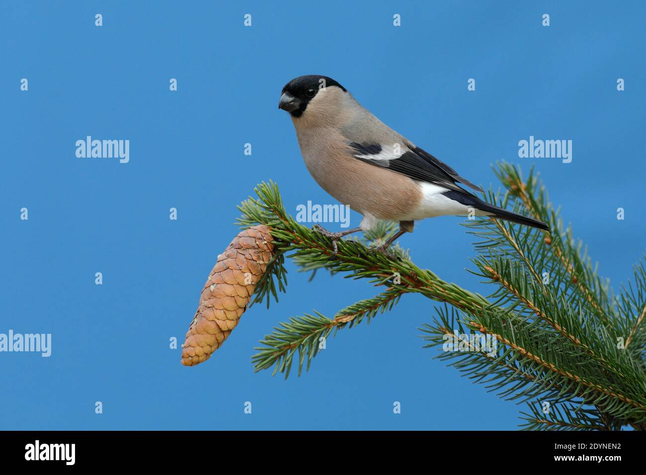 Eurasian bullfinch (Pyrrhula pyrrhula), female, sitting on a branch ...