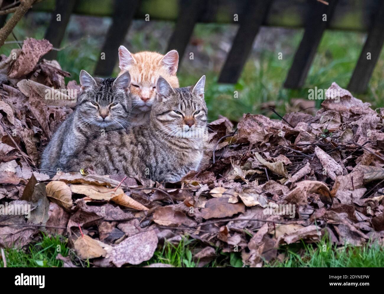 Three cats hi-res stock photography and images - Alamy