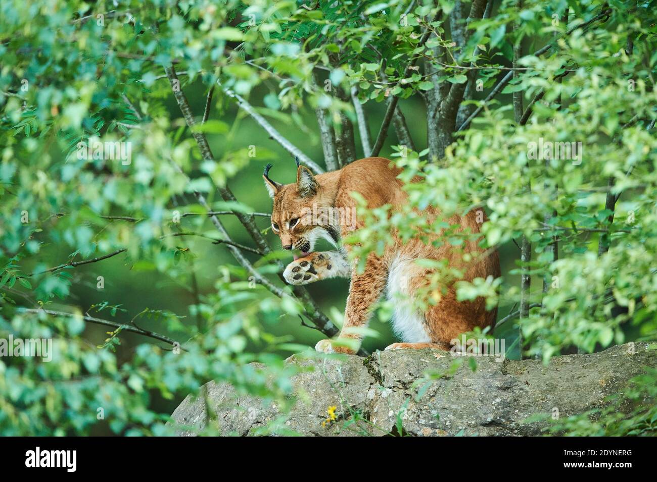 Eurasian lynx (Lynx lynx), staying in a forest, captive, Bavarian ...