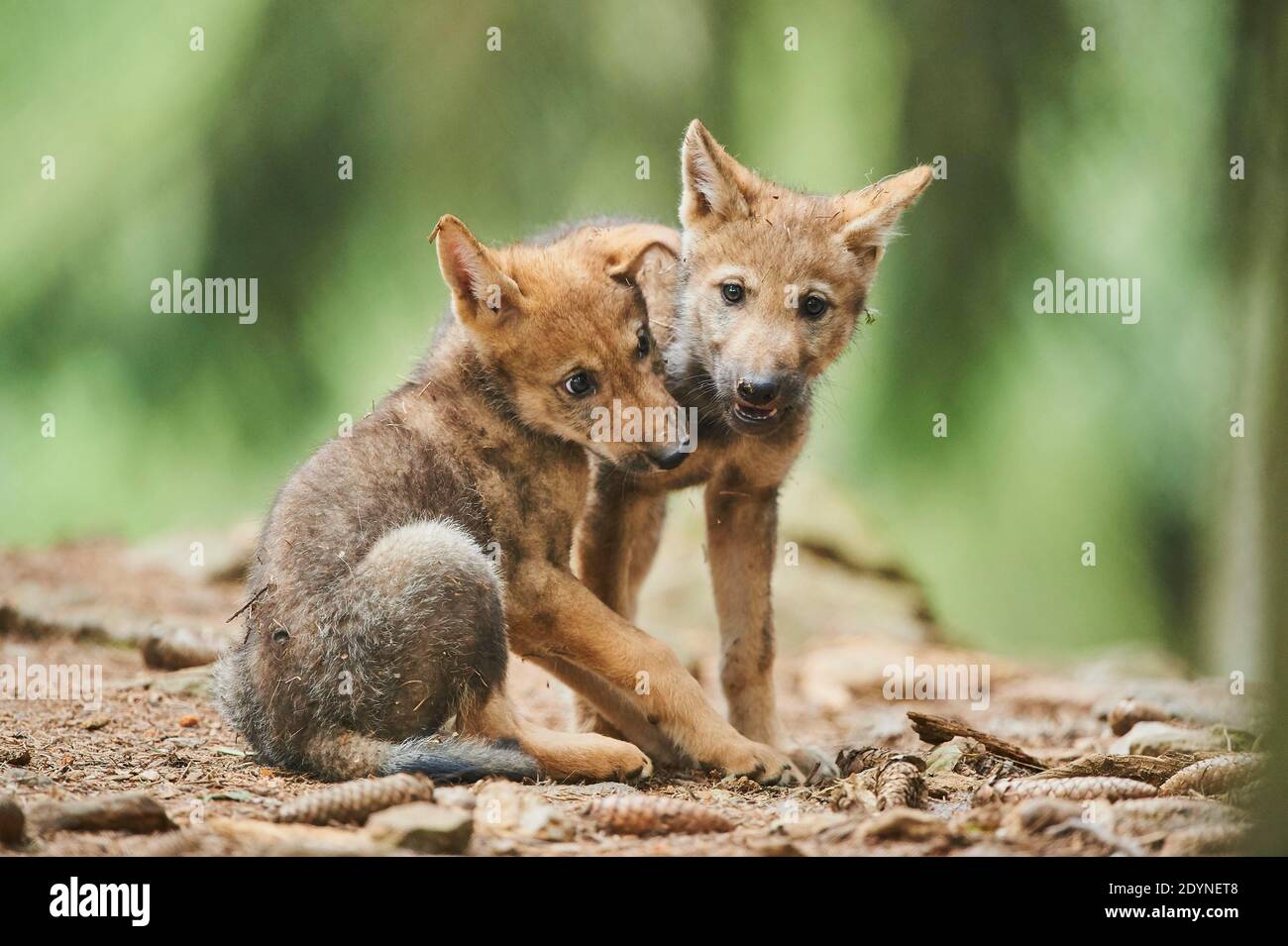 Cute Red Wolf Pups