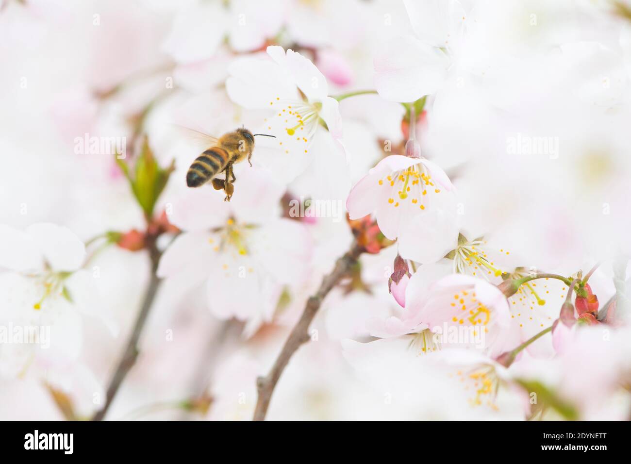 Honey bee (Apis mellifera) in flight in front of cherry blossoms ...