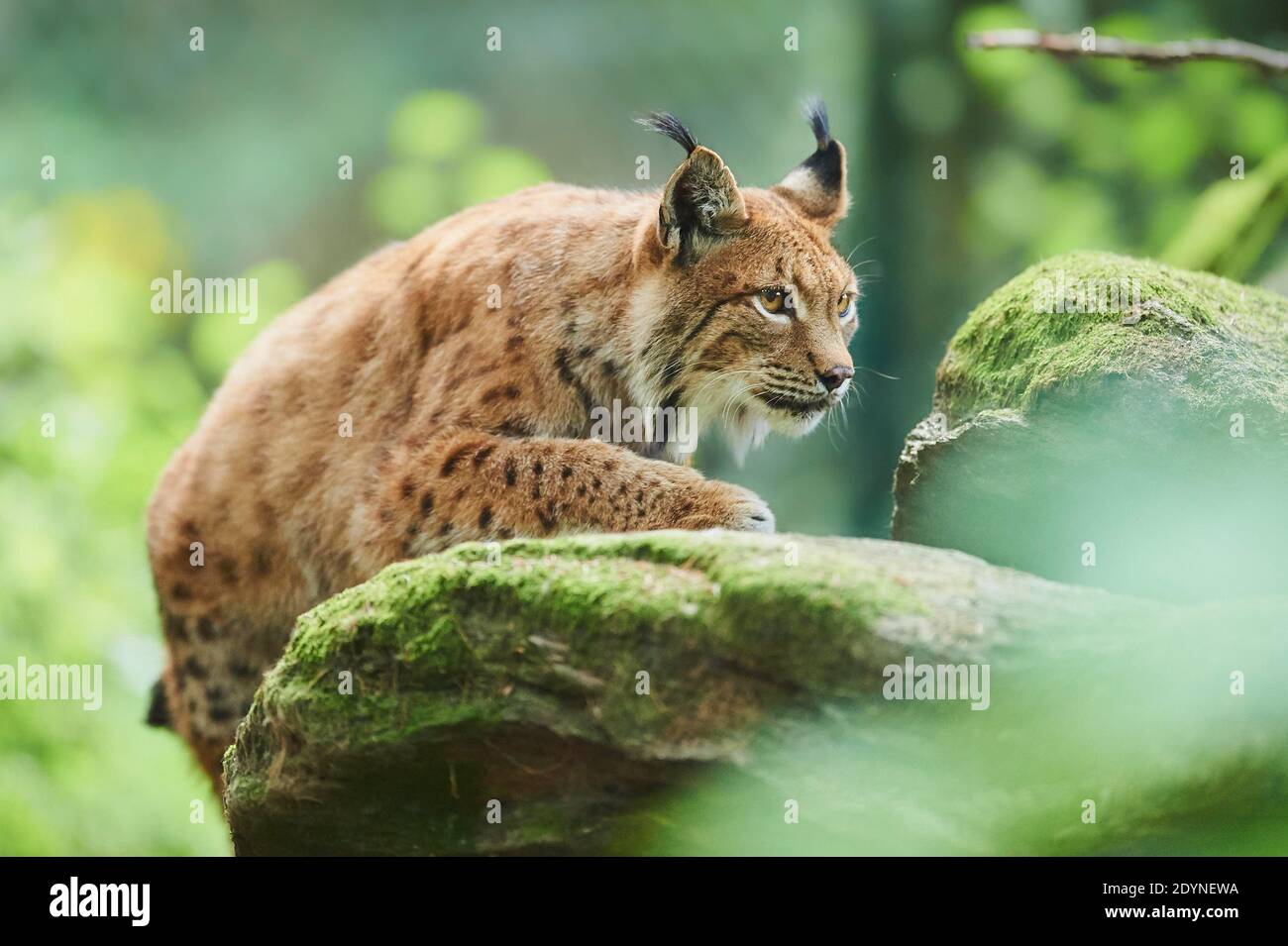 Eurasian lynx (Lynx lynx), staying in a forest, captive, Germany ...