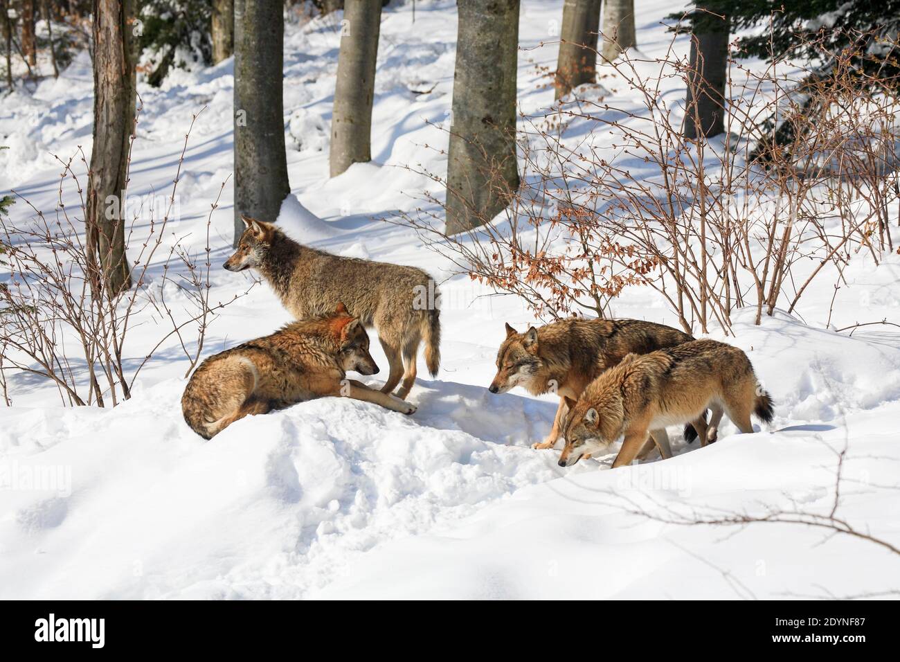 European wolf, Bavarian Forest National Park, Germany Stock Photo - Alamy