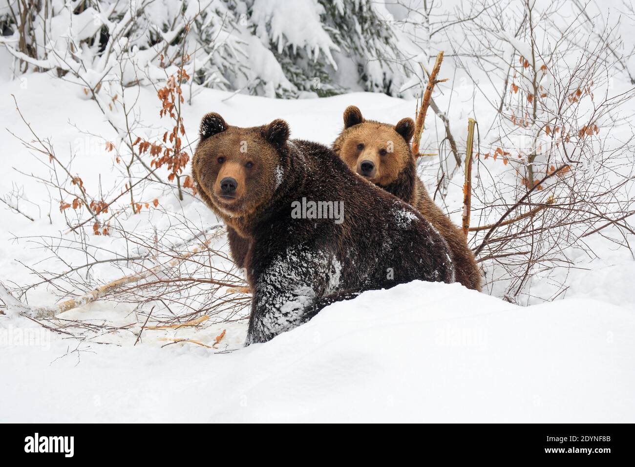 European brown bears in the snow, Bavarian Forest National Park ...