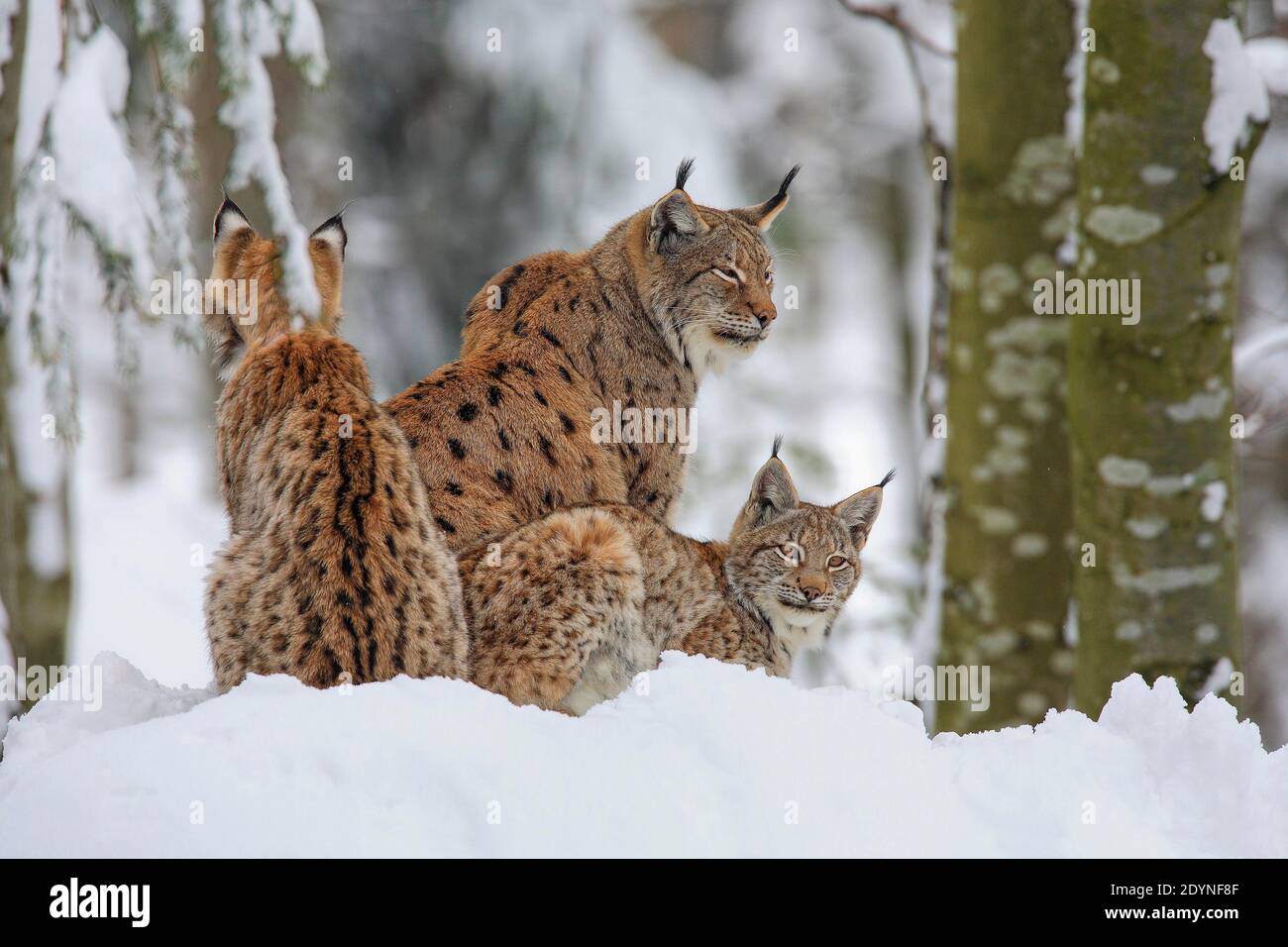 Lynx, Eurasian lynx, Eurasian lynx (Lynx lynx), European Lynx, in ...