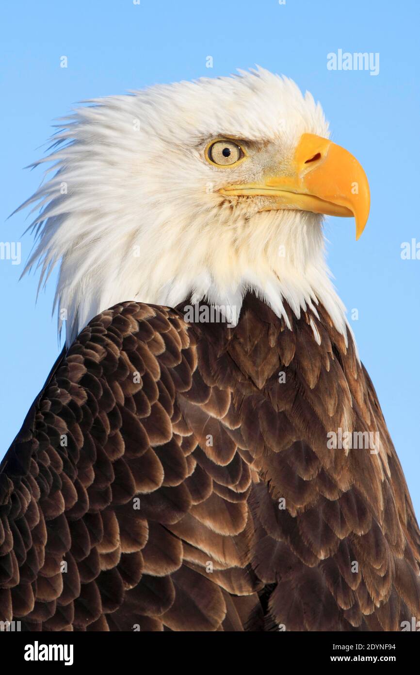 Usa animal hi-res stock photography and images - Alamy