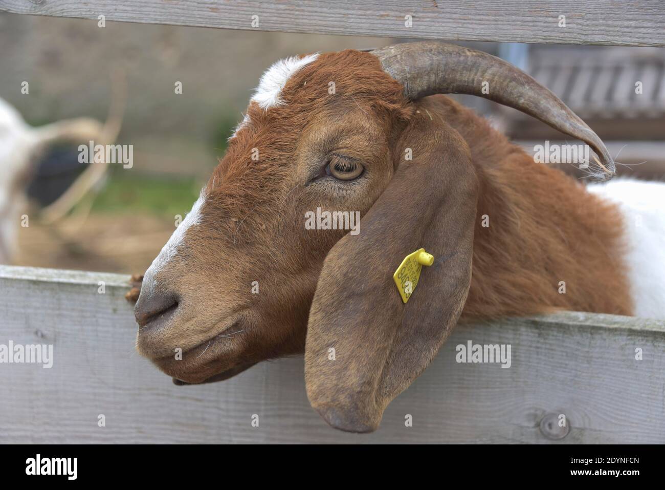 Boer goat, billy goat looking through between wooden fence, portrait ...