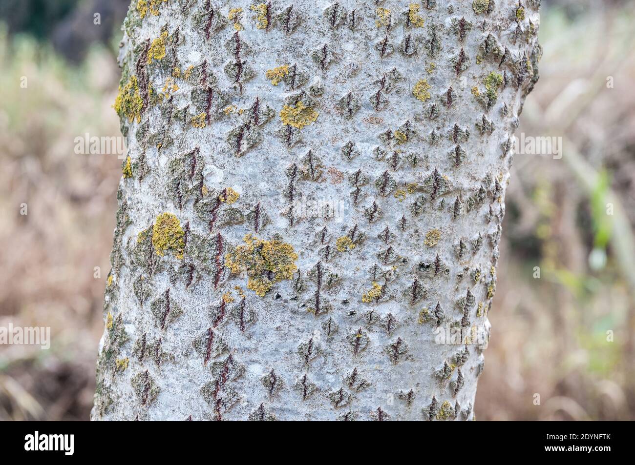tree bark, silver poplar, Populus alba, bark Stock Photo - Alamy
