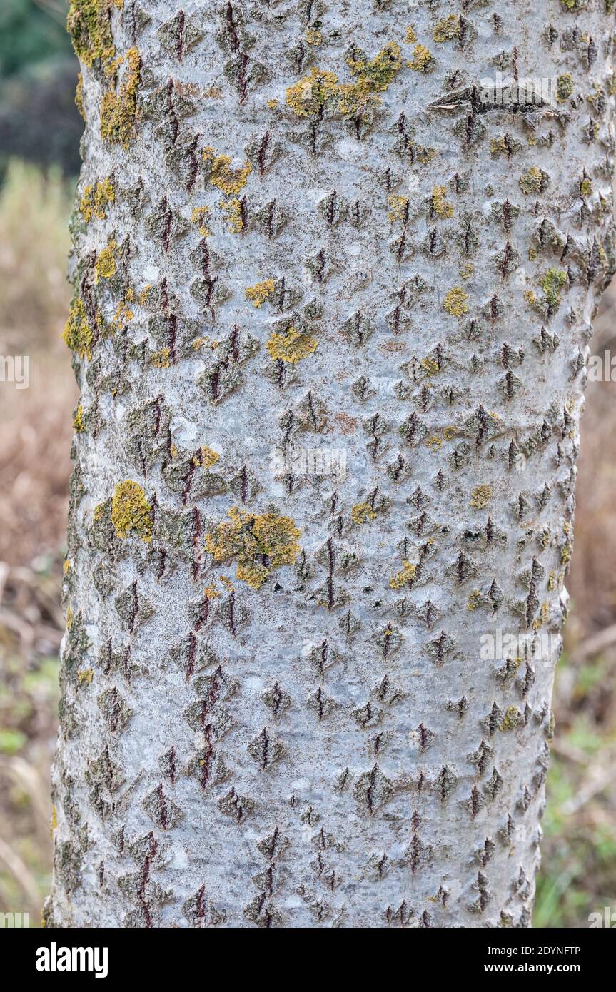 tree bark, silver poplar, Populus alba, bark Stock Photo - Alamy