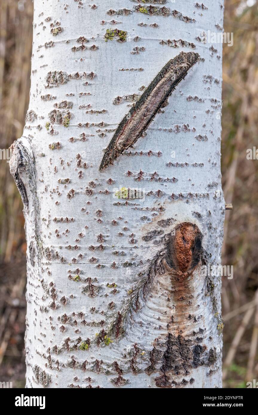 tree bark, silver poplar, Populus alba, bark Stock Photo - Alamy