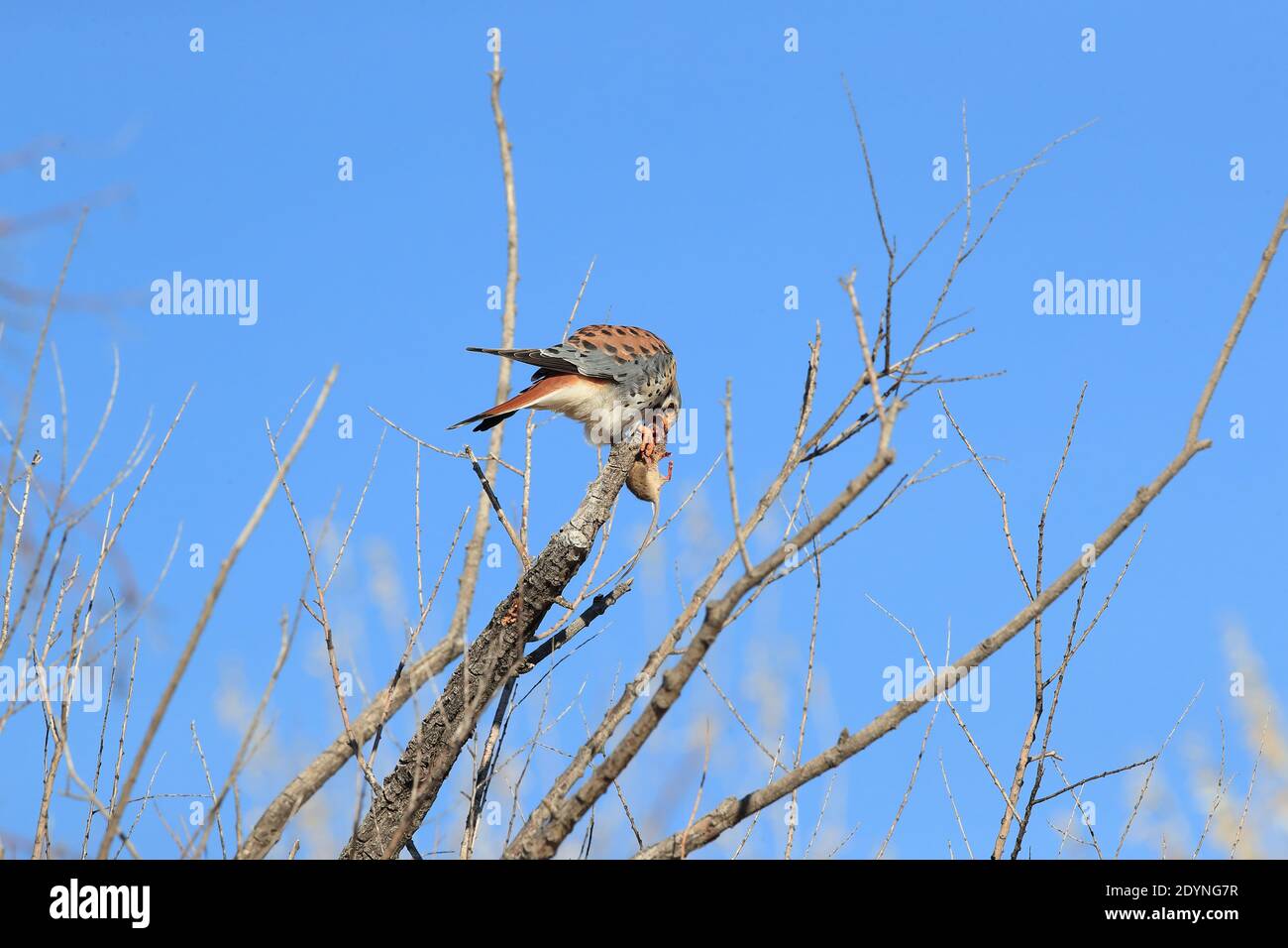 Chica apache hi-res stock photography and images - Alamy