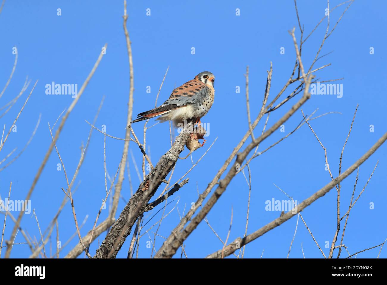 Bosque del apache mouse hi-res stock photography and images - Alamy