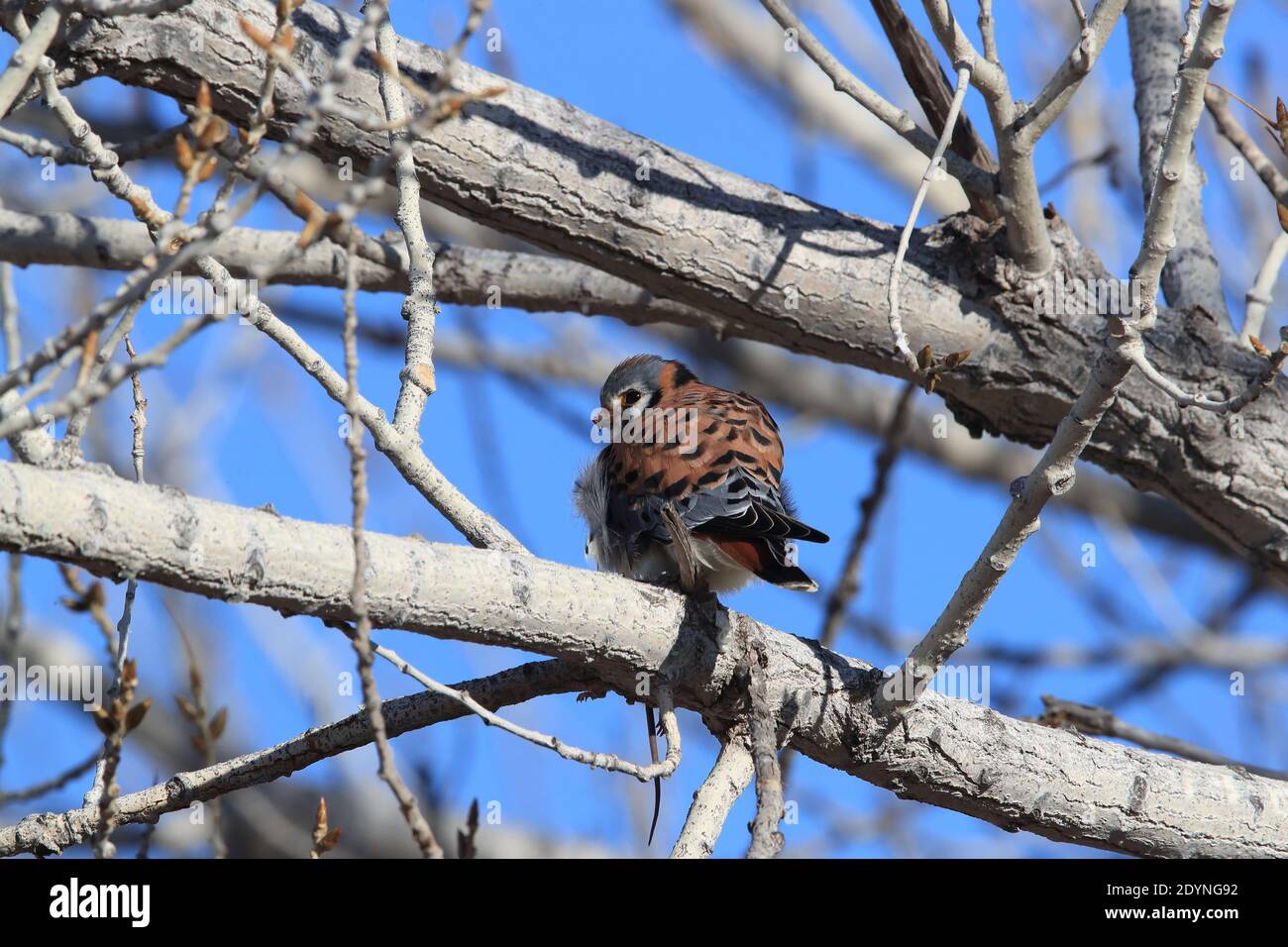 American Kestrel (Falco sparverius) with a mouse Bosque del Apache New ...
