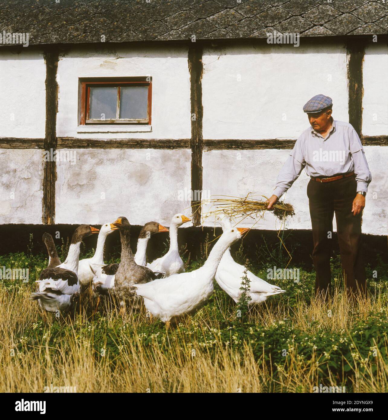 FARMER with his geese in farm area Stock Photo - Alamy