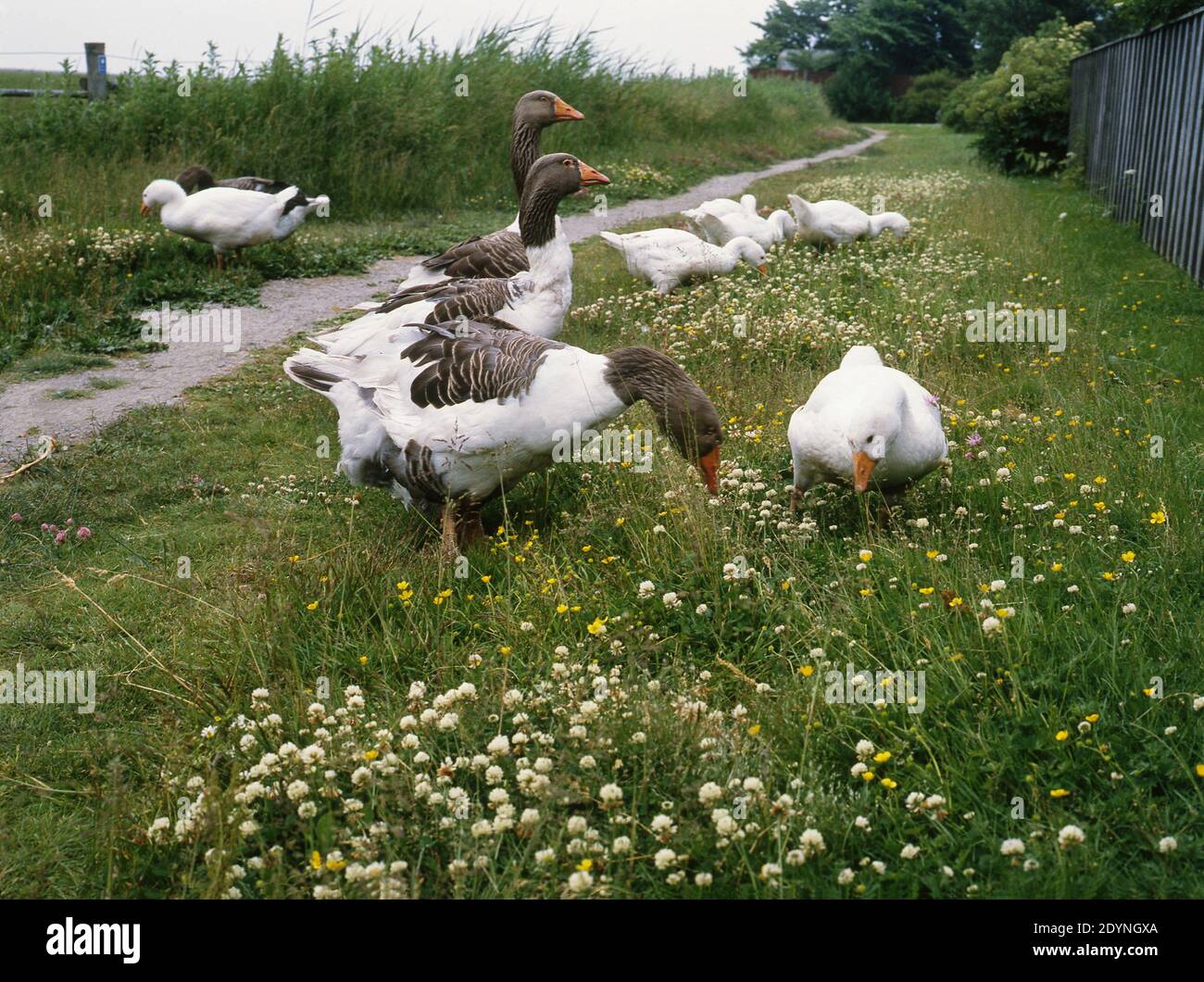 Sweden farm landscape hi-res stock photography and images - Alamy