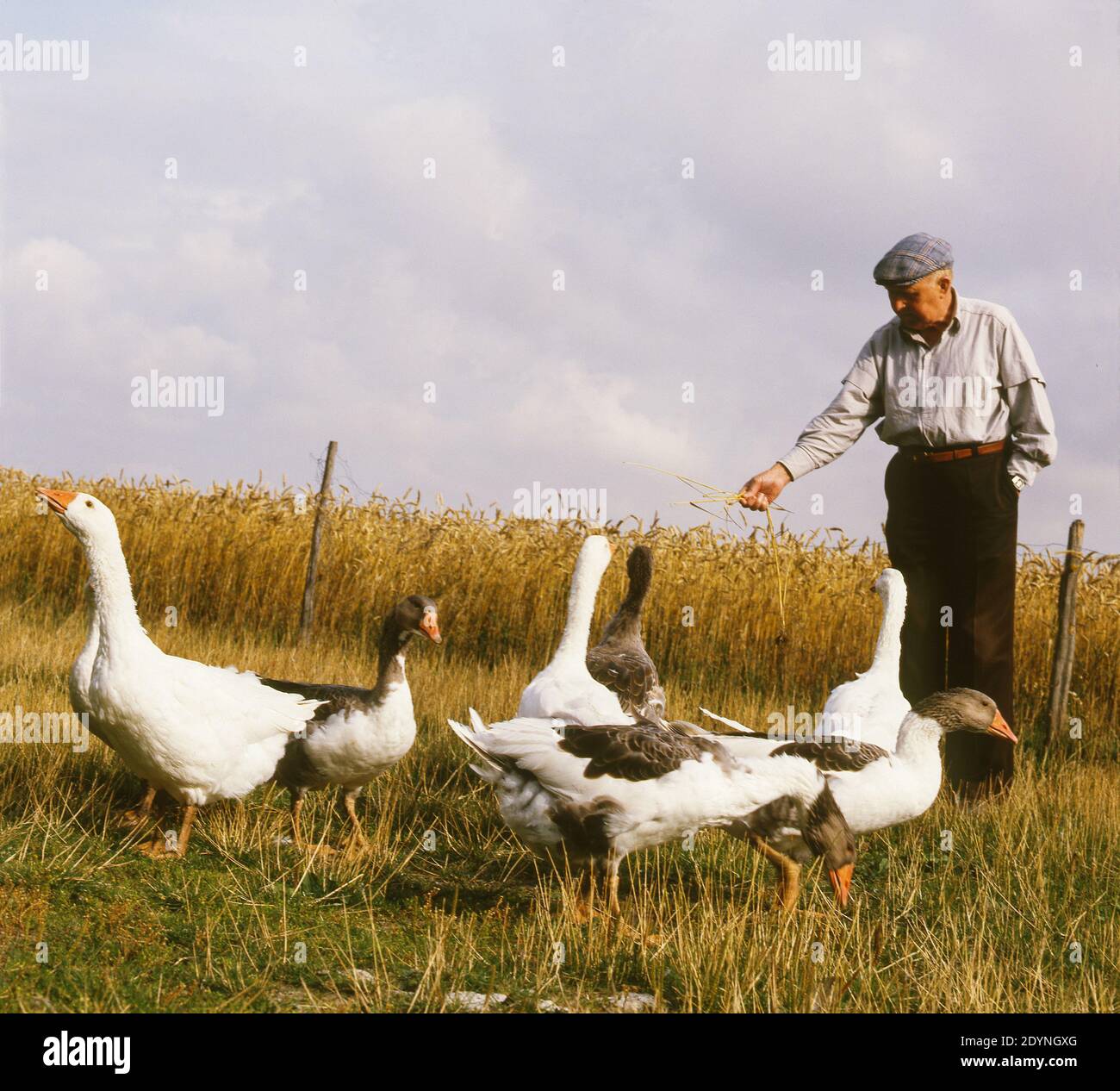 FARMER with his geese in farm area Stock Photo - Alamy