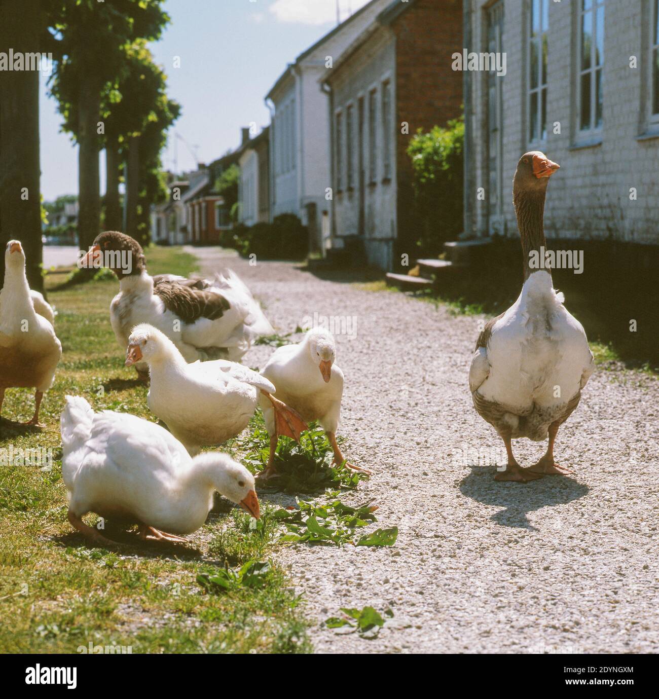 Sweden farm landscape hi-res stock photography and images - Alamy