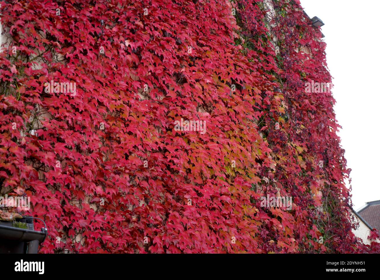 Climbing plants garden hi-res stock photography and images - Alamy