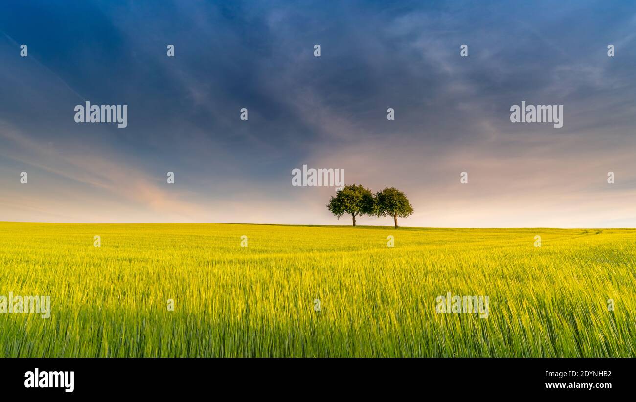 Trees in yellow field hi-res stock photography and images - Alamy