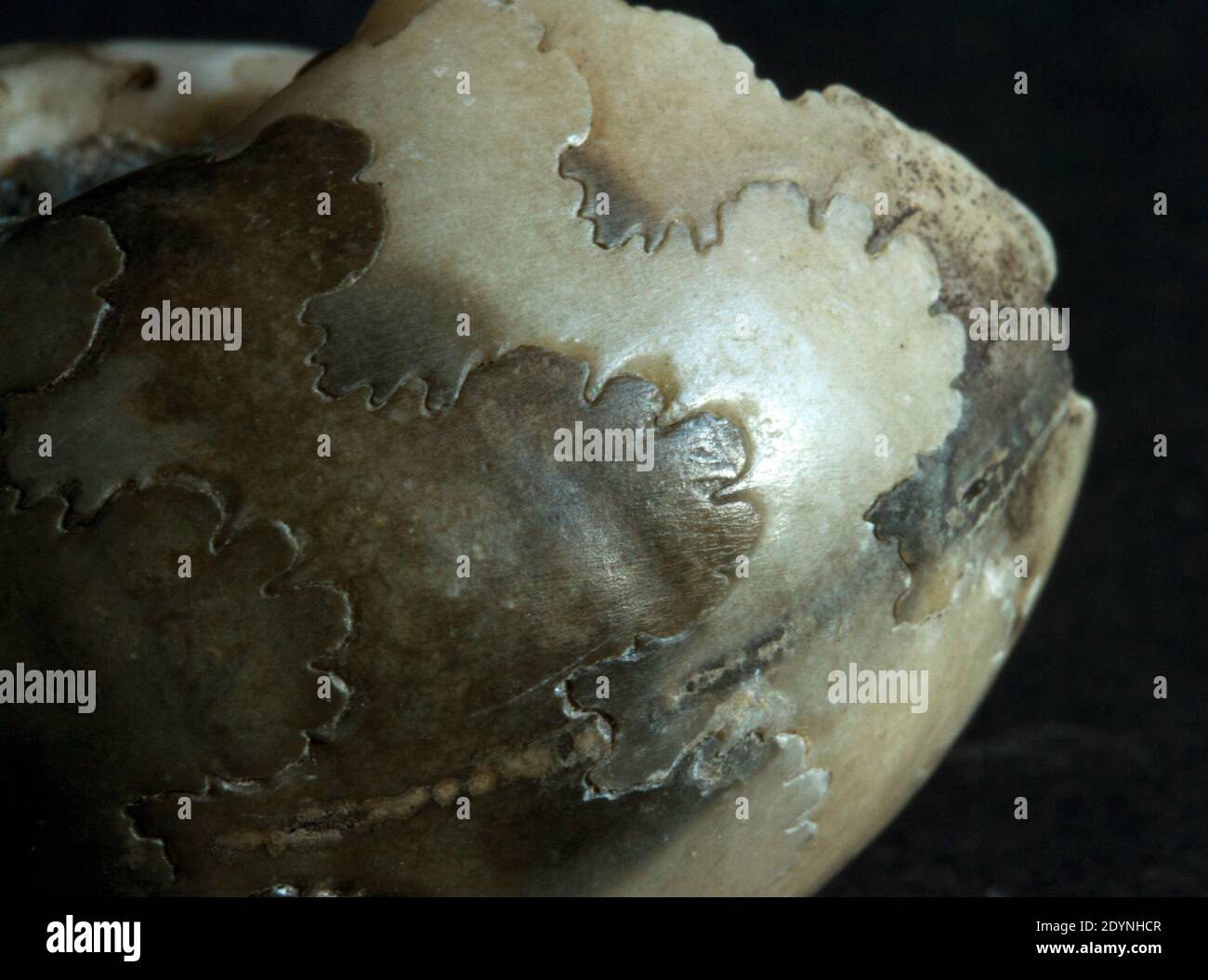 The shell of this fossilised Ammonite of the Phyllocarus family shows ...