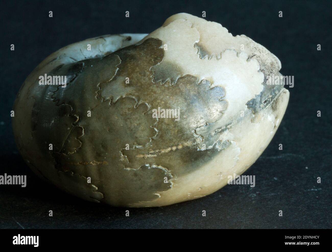 The shell of this fossilised Ammonite of the Phyllocarus family shows ...