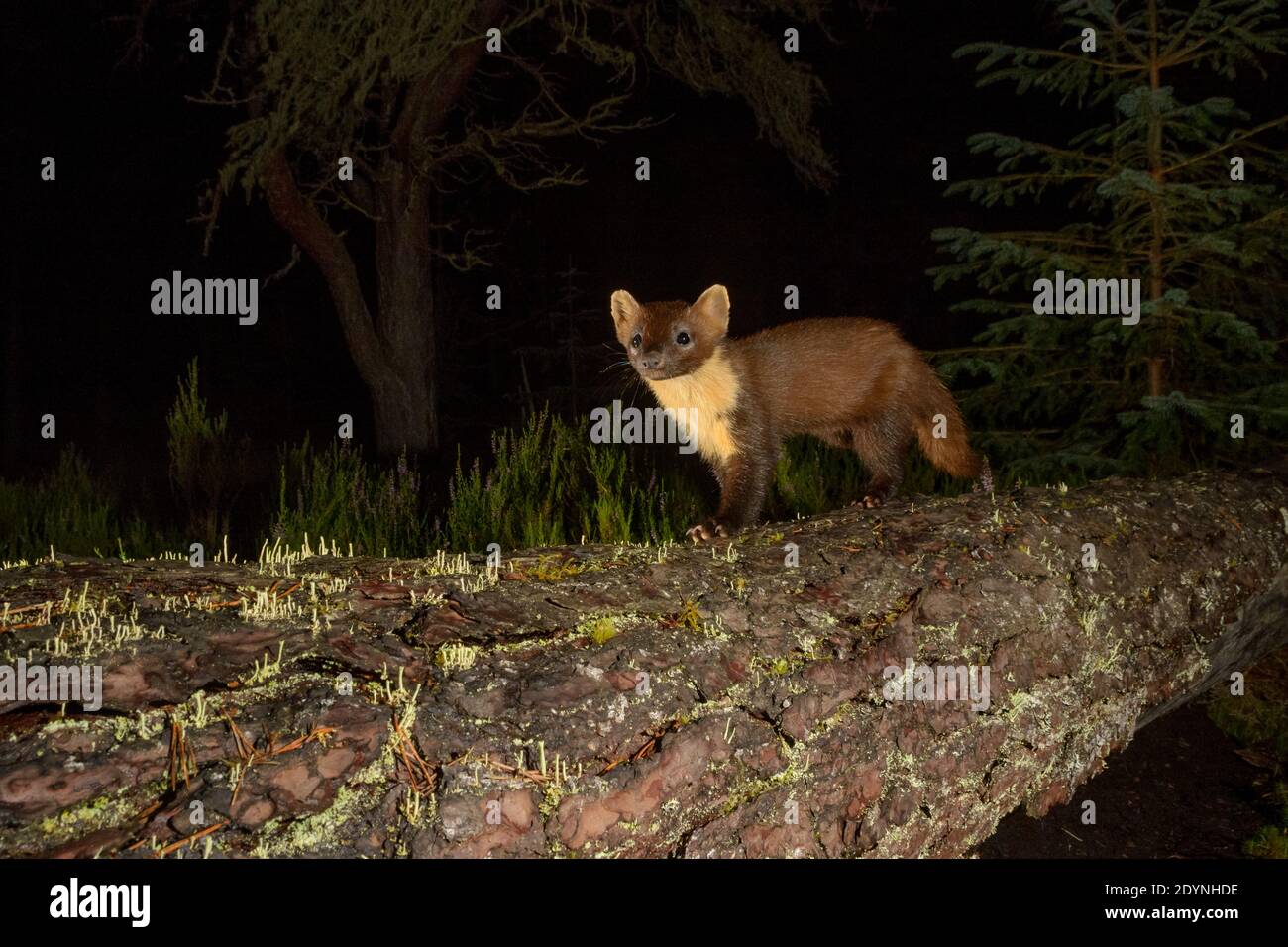 Marten trap hi-res stock photography and images - Alamy