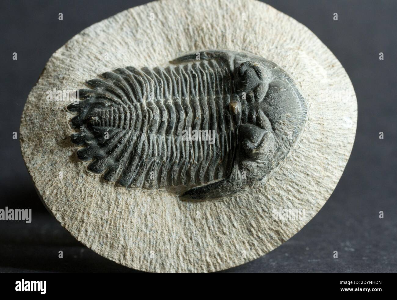 Georges cuvier fossil hi-res stock photography and images - Alamy