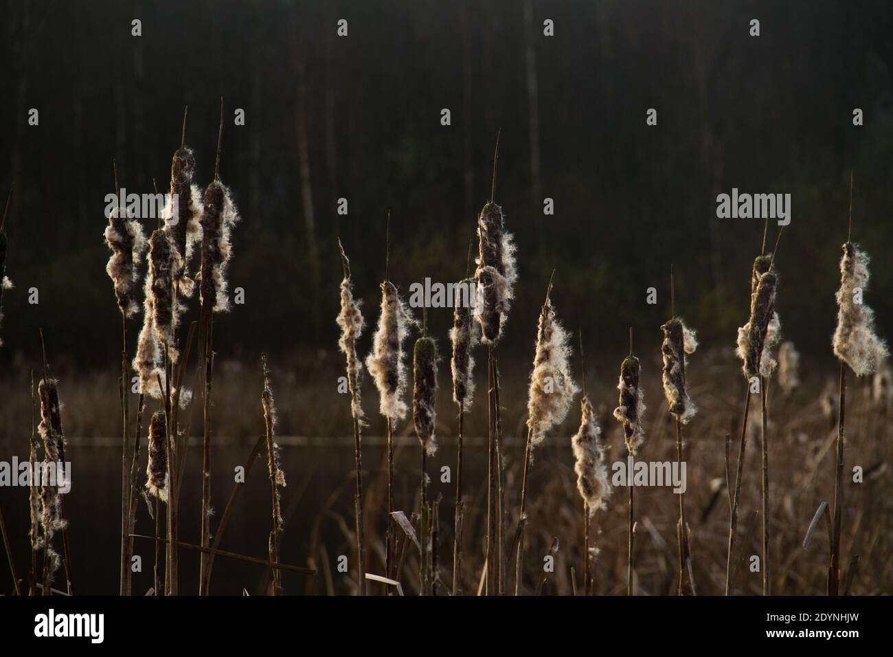 Reed fluff seeds hi-res stock photography and images - Alamy