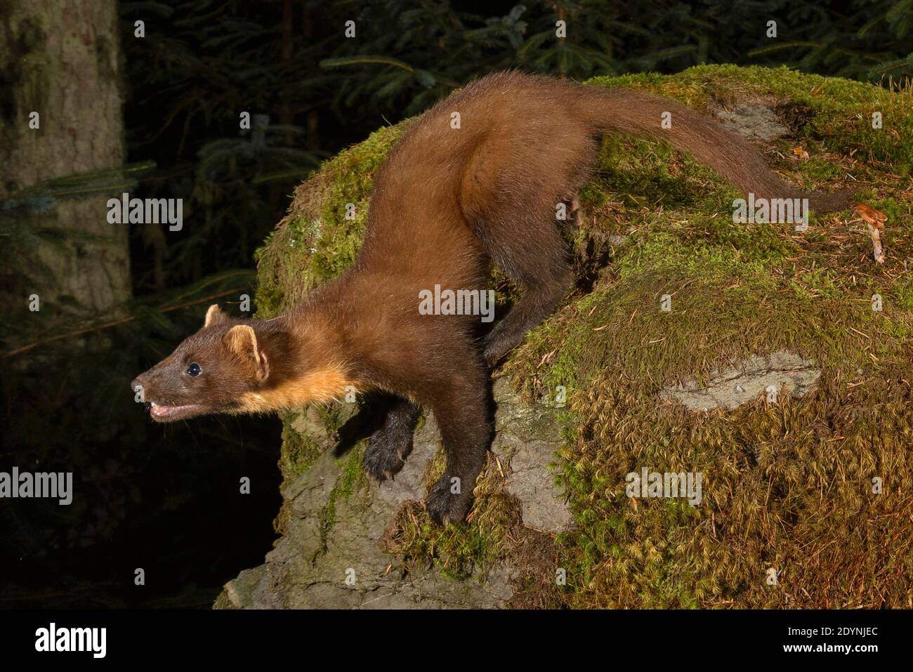 Marten trap hi-res stock photography and images - Alamy