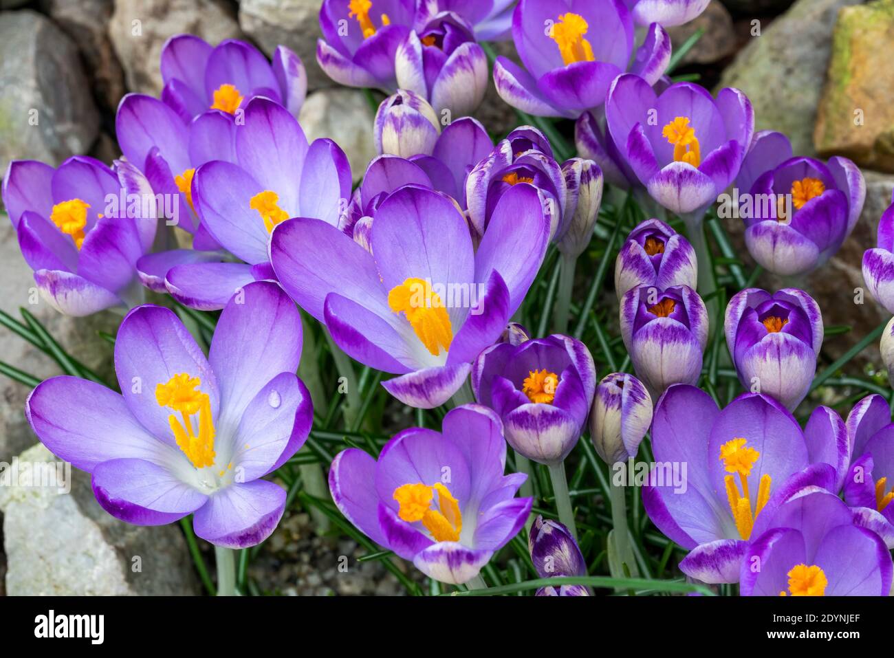 Crocus tommasiianus 'Pictus' a springtime flowering plant which has a ...
