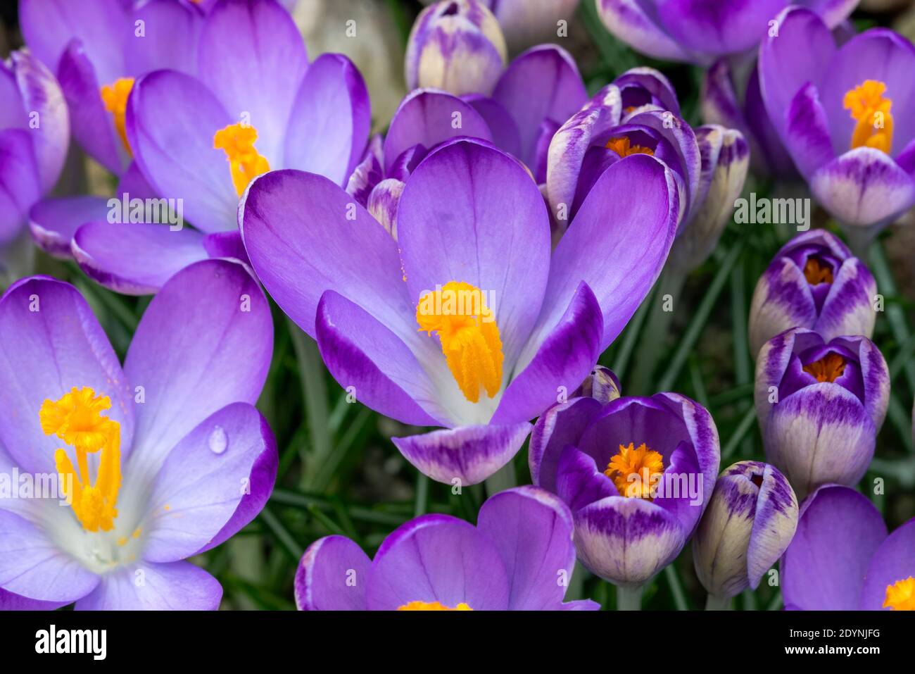 Crocus pictus pictus hi-res stock photography and images - Alamy