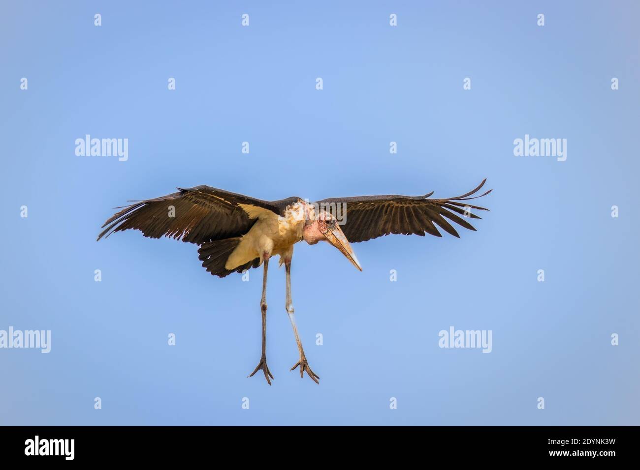 Leptoptilos robustus hi-res stock photography and images - Alamy