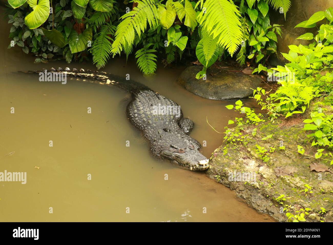Crocodile in muddy water in a tropical rainforest. Crocodylus moreletii ...
