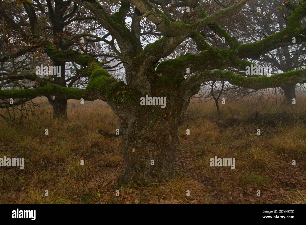 Old mossy oak tree hi-res stock photography and images - Alamy