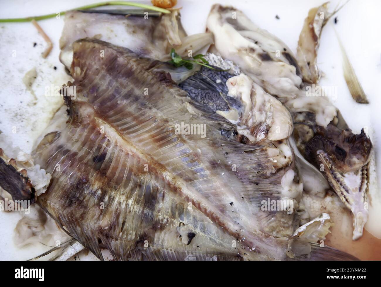 Raw and bad fish heads in the street, animal waste, fishmonger Stock ...
