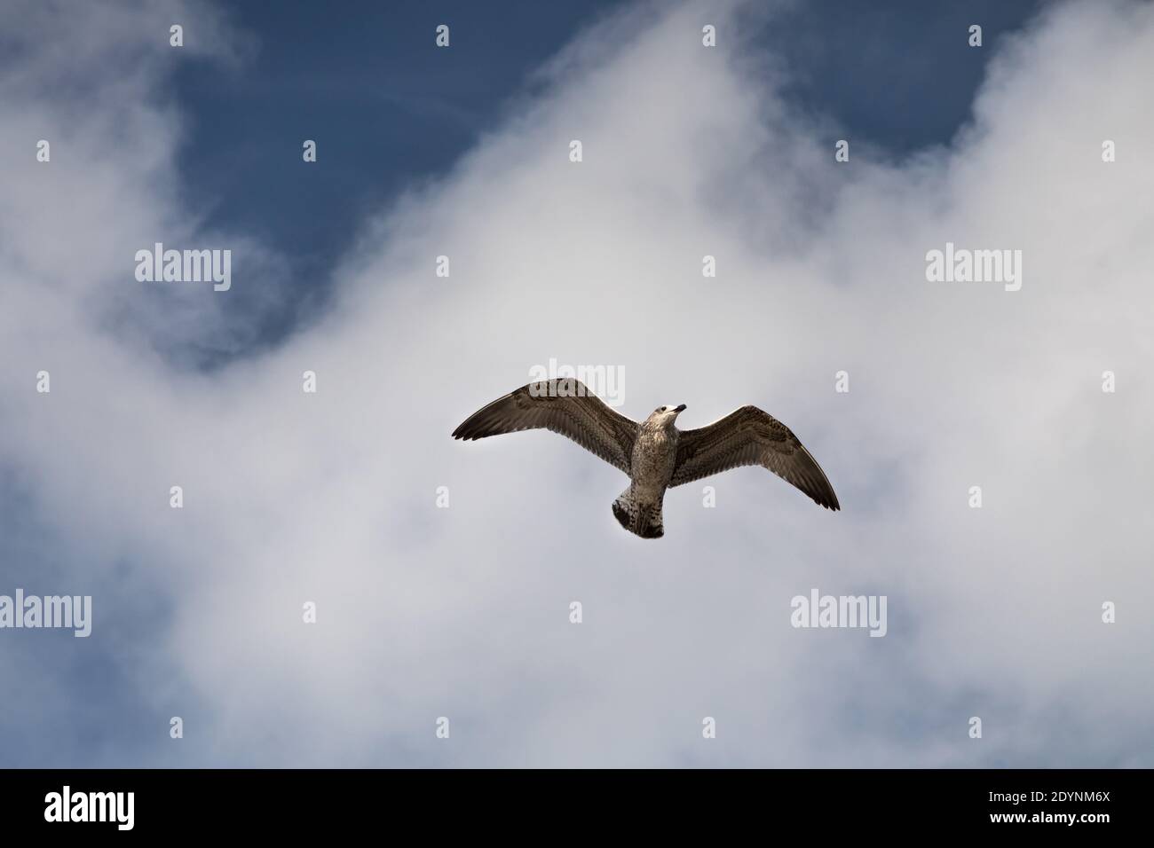 Flying seagull under white hi-res stock photography and images - Alamy