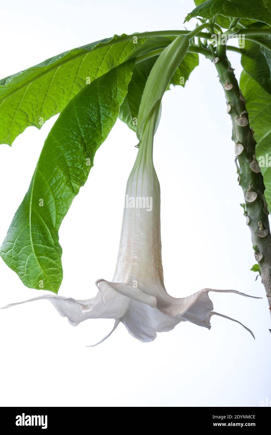 Angel’s trumpet tree, Liten änglatrumpet (Brugmansia arborea Stock ...