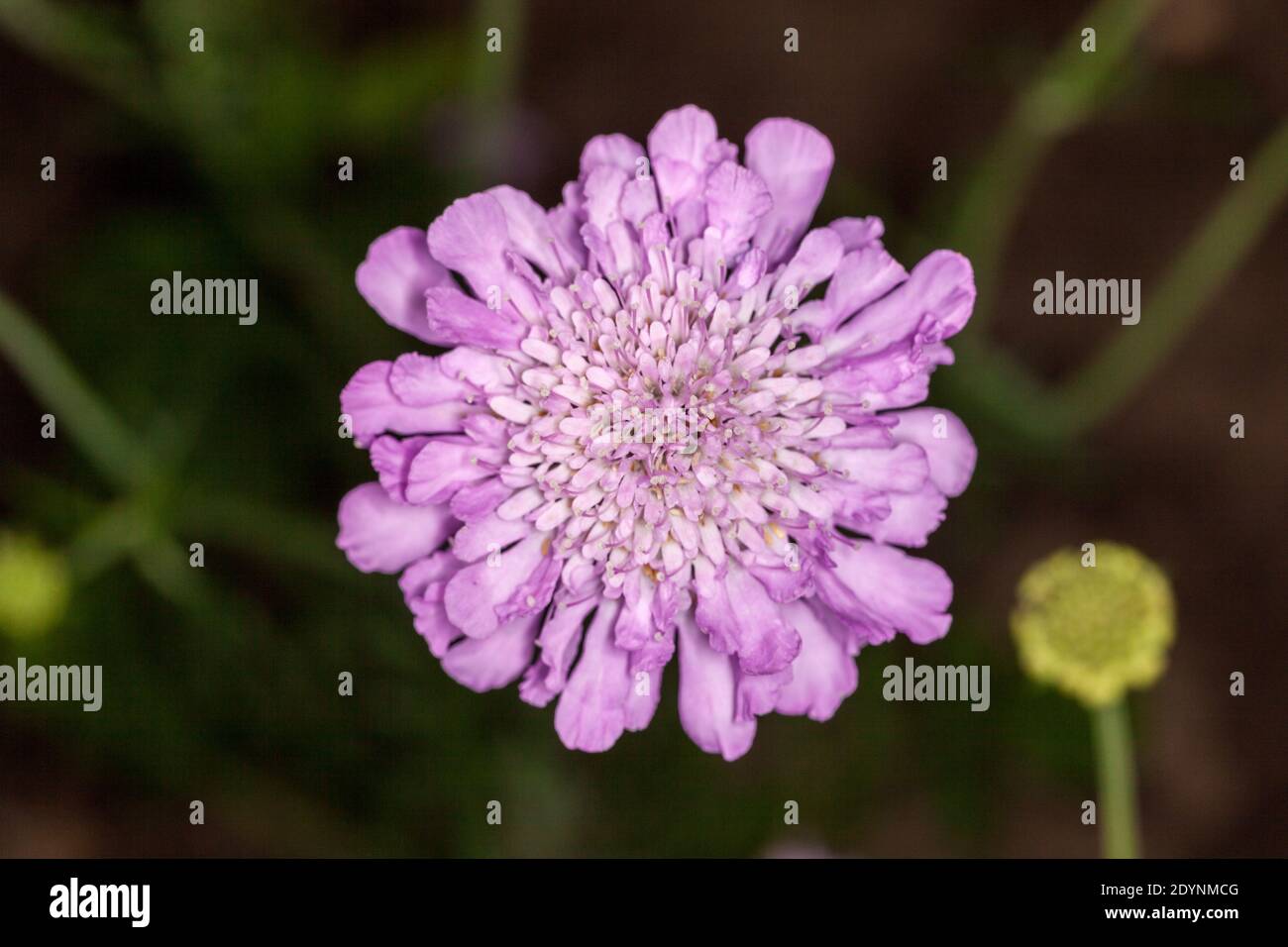 'Butterfly Blue' Small scabious, Fältvädd (Scabiosa columbaria Stock ...