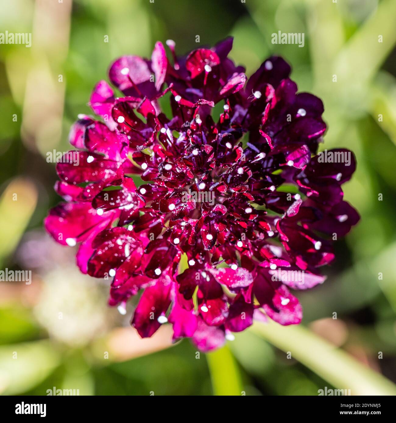 Scabiosa cultivar hi-res stock photography and images - Alamy