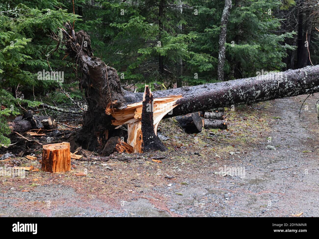 Trees blown down woods hi-res stock photography and images - Alamy