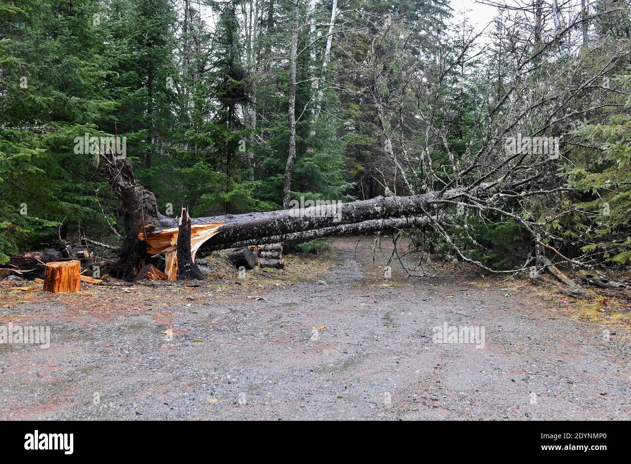 Large fallen spruce trees blown down from recent wind storm Stock Photo ...