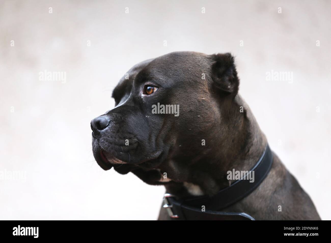 Portrait closeup head shot of an adult american pitbull Stock Photo - Alamy