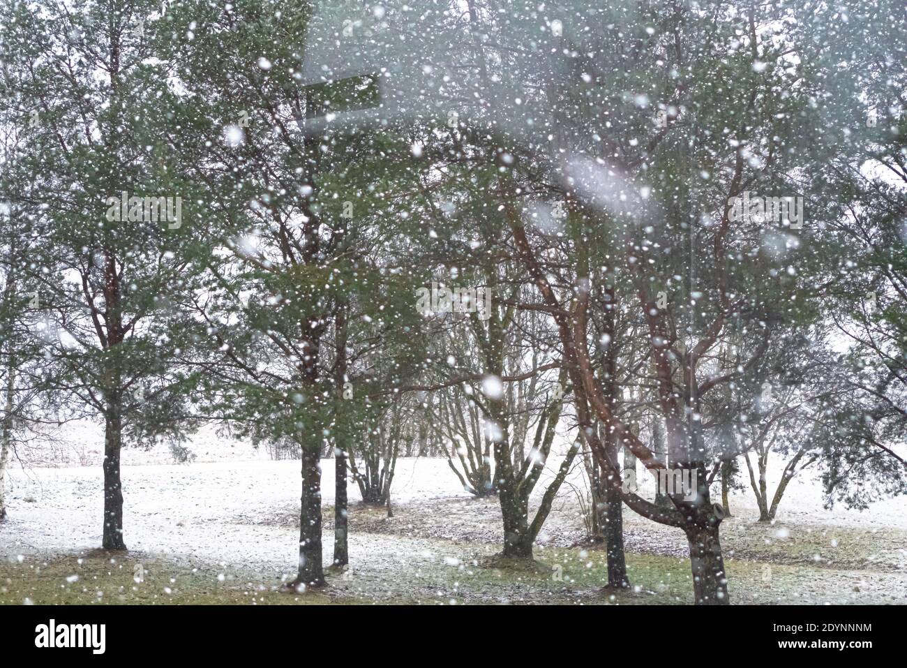 Winter landscape, falling snow. Photo taken from the bus window. Soft ...