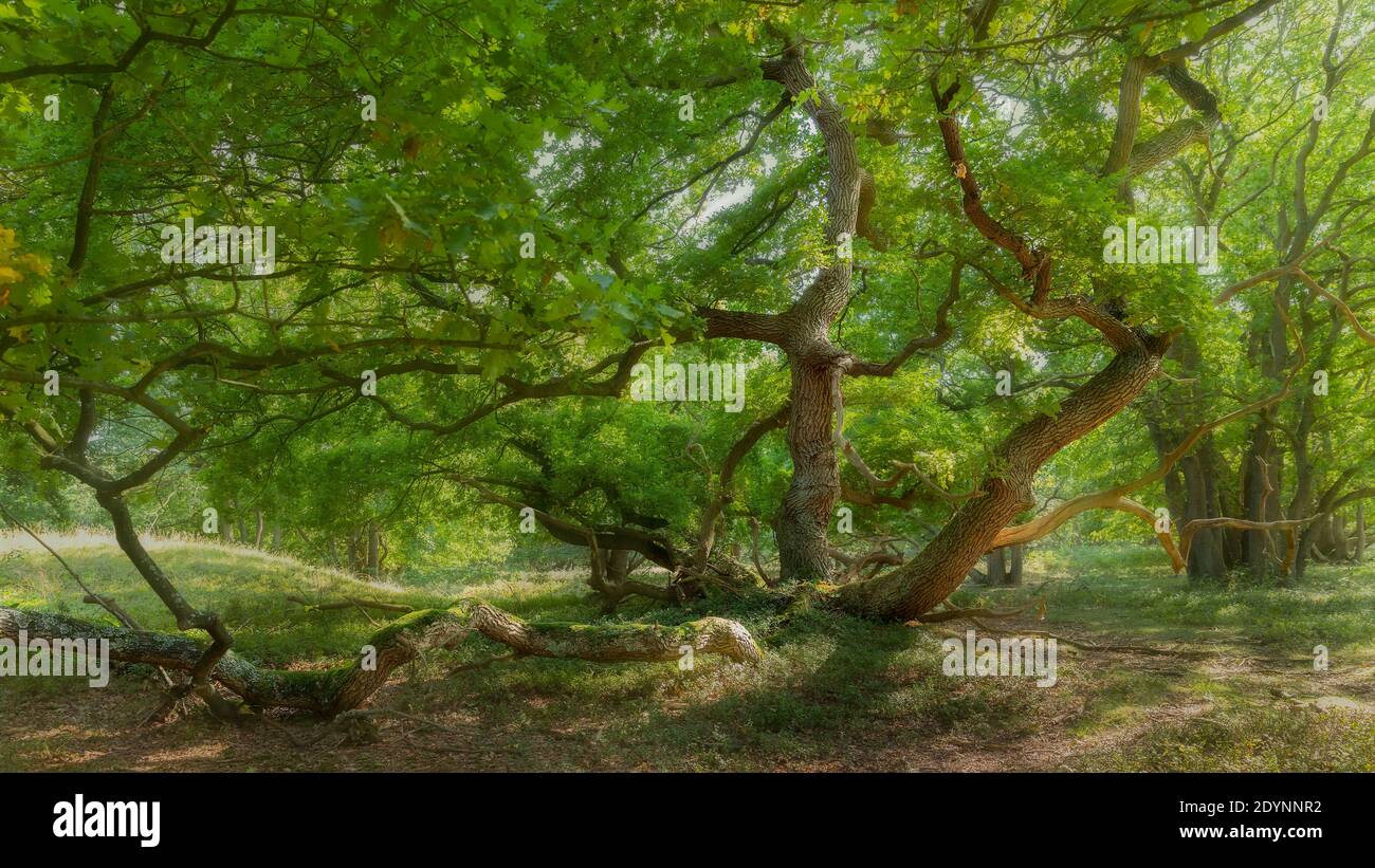 Wild waving oak tree branches Stock Photo - Alamy