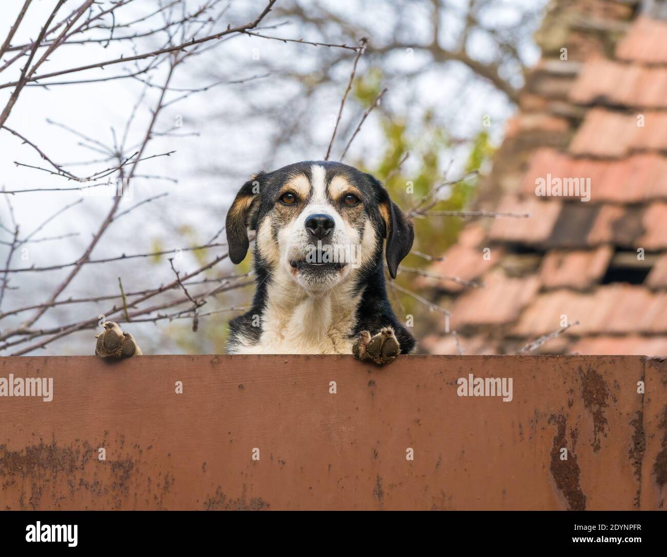 Dog Looking Over Fence High Resolution Stock Photography and Images - Alamy