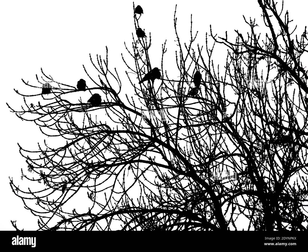 Silhouette of a tree with birds on the branches Stock Photo - Alamy