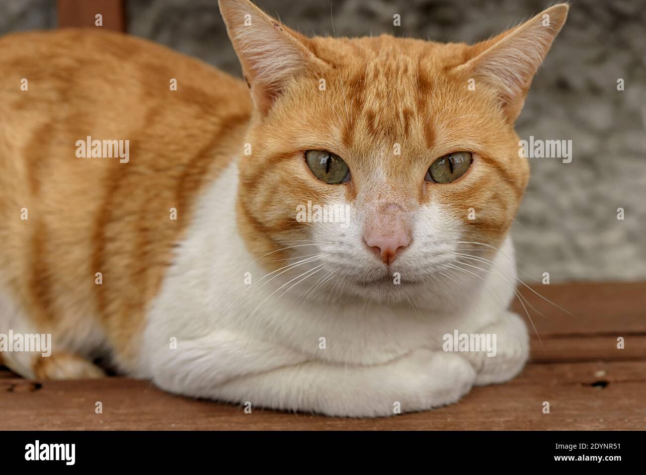 beautiful orange cat with a fixed gaze Stock Photo - Alamy