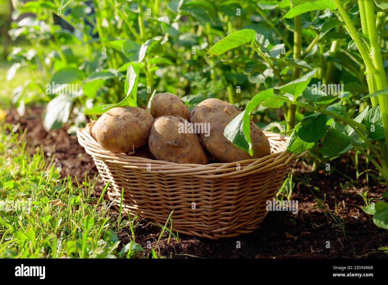 Natural vegetable fresh agriculture food. Raw potato in a basket on a ...