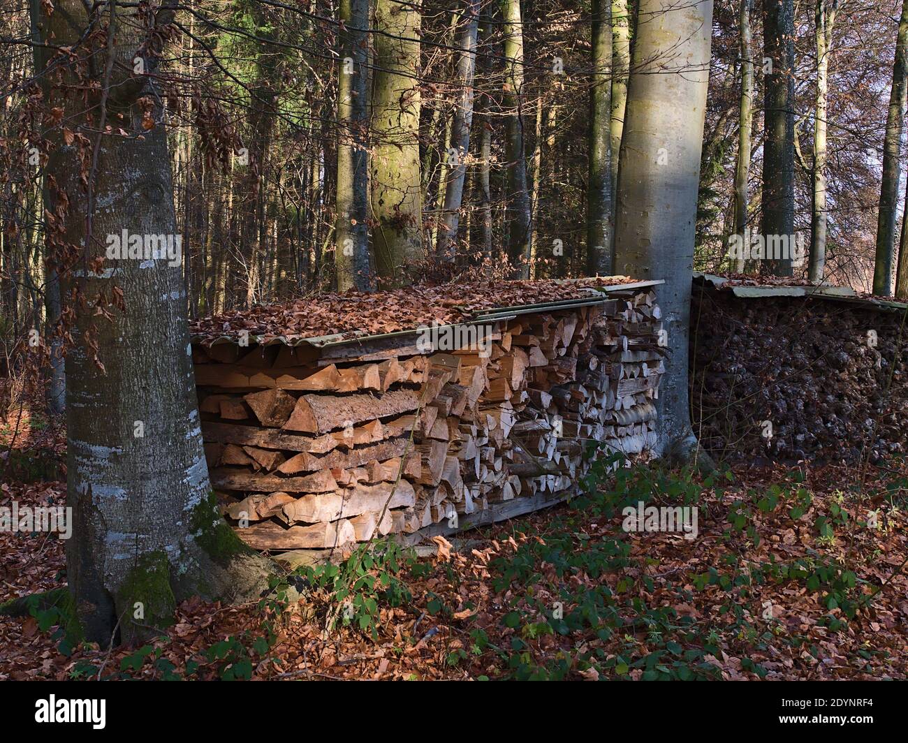 Stack firewood logs in forest hi-res stock photography and images - Alamy